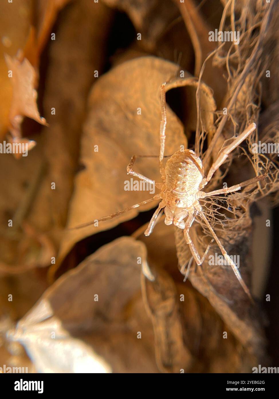 Protolophus hi-res stock photography and images - Alamy
