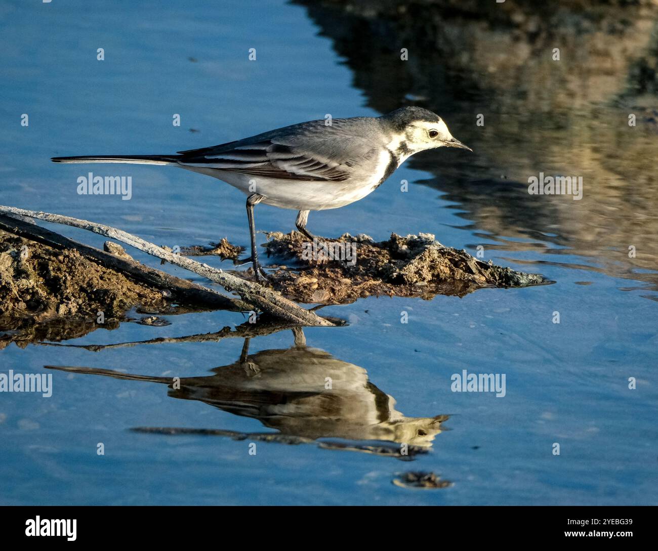 White wagtail october hi-res stock photography and images - Alamy