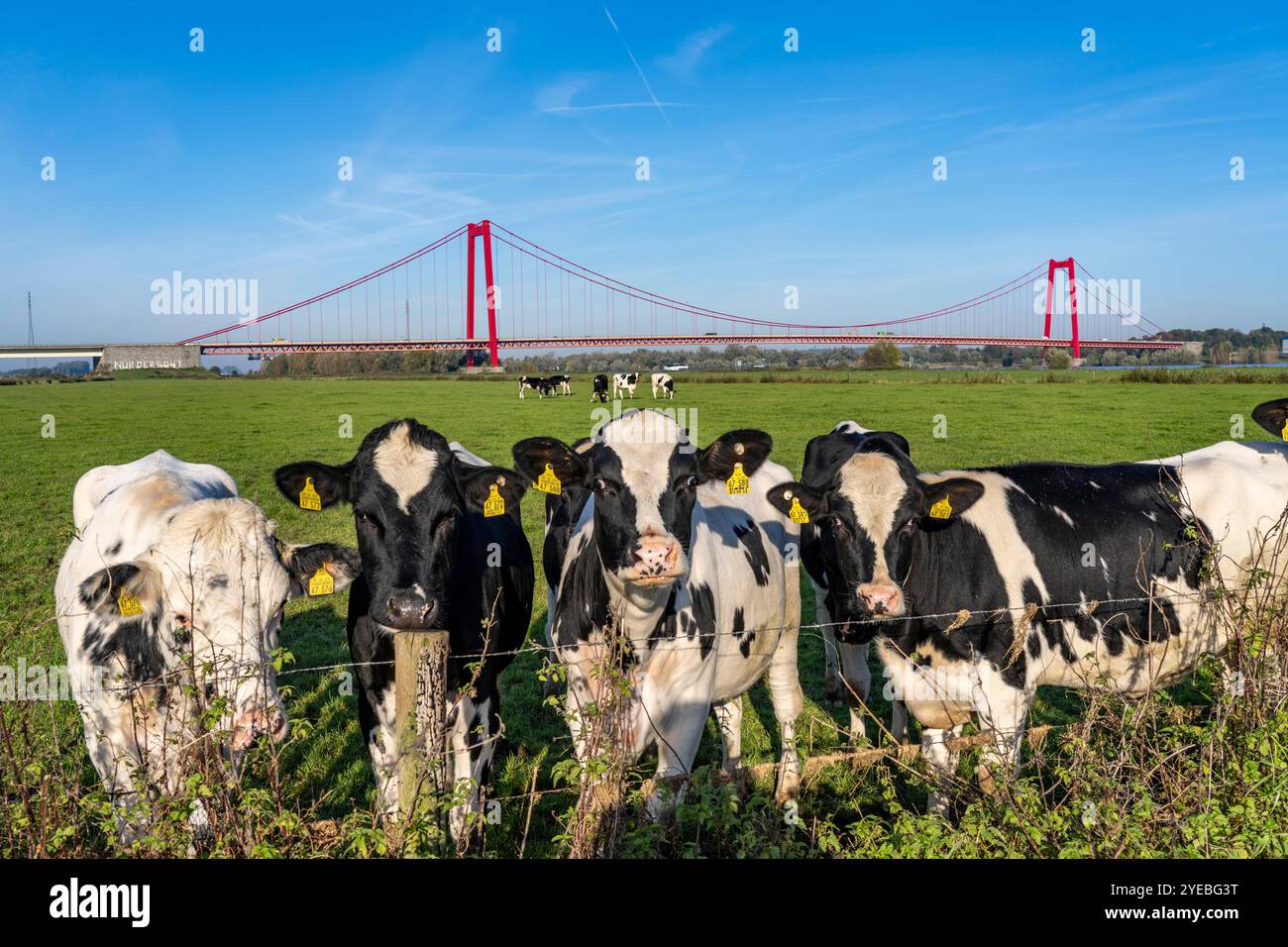 The Rhine bridge Emmerich, federal highway B220, longest suspension ...