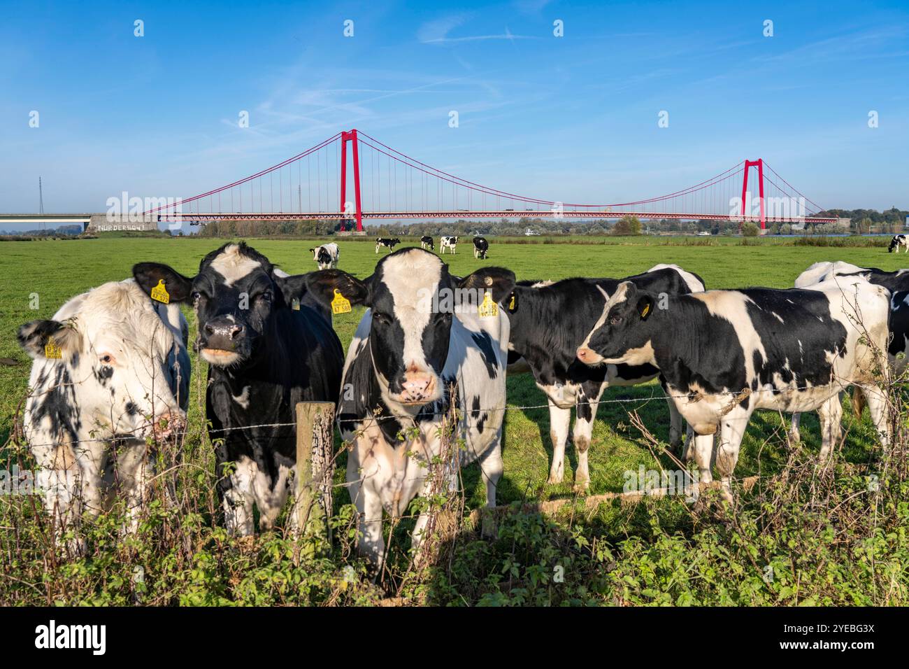 The Rhine bridge Emmerich, federal road B220, longest suspension bridge ...