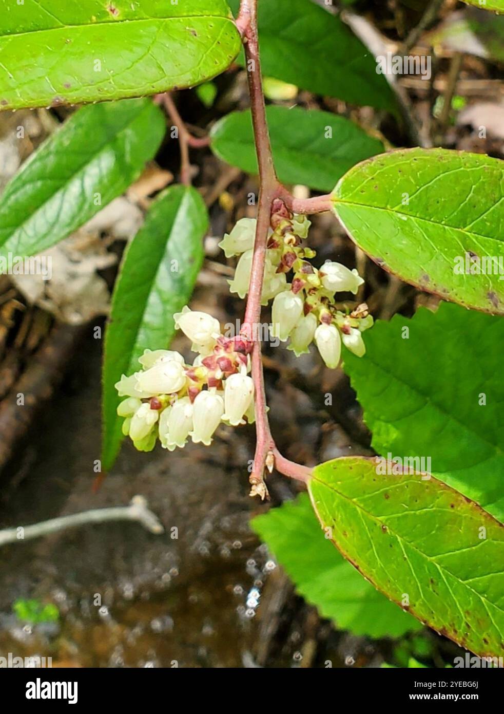 mountain doghobble (Leucothoe fontanesiana Stock Photo - Alamy