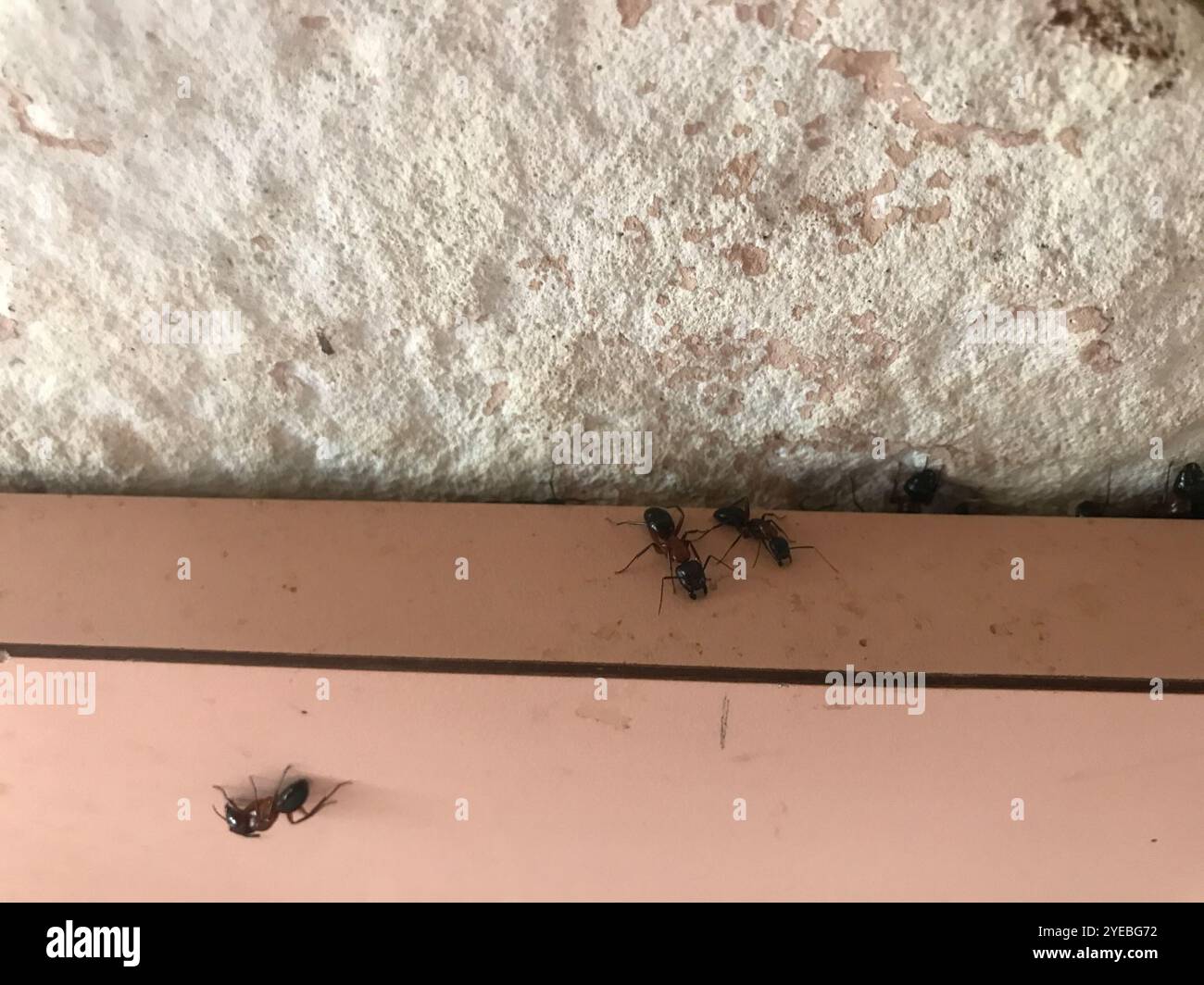Texas Carpenter Ant (Camponotus texanus Stock Photo - Alamy