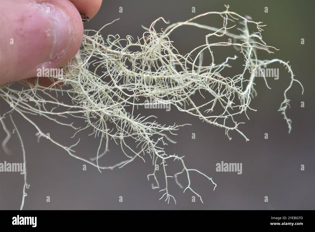 Fishbone beard hi-res stock photography and images - Alamy