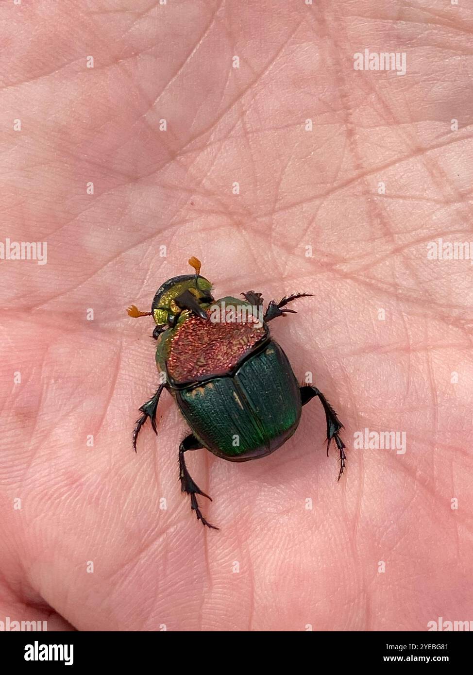 Rainbow scarab hi-res stock photography and images - Alamy
