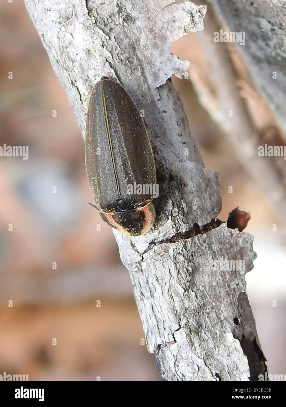 Winter Firefly (Ellychnia corrusca Stock Photo - Alamy