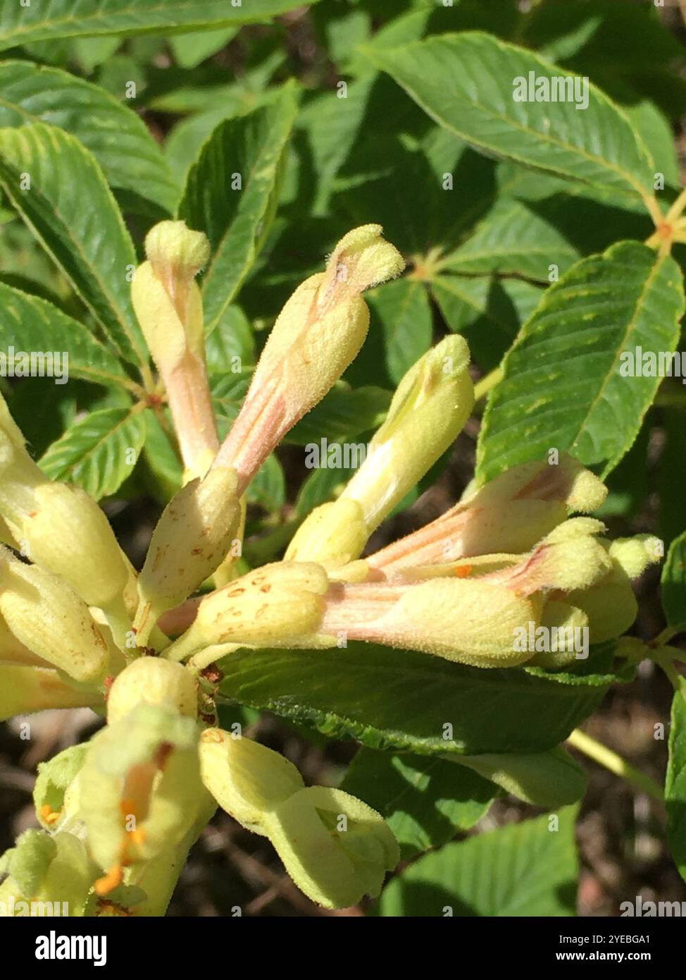painted buckeye (Aesculus sylvatica Stock Photo - Alamy