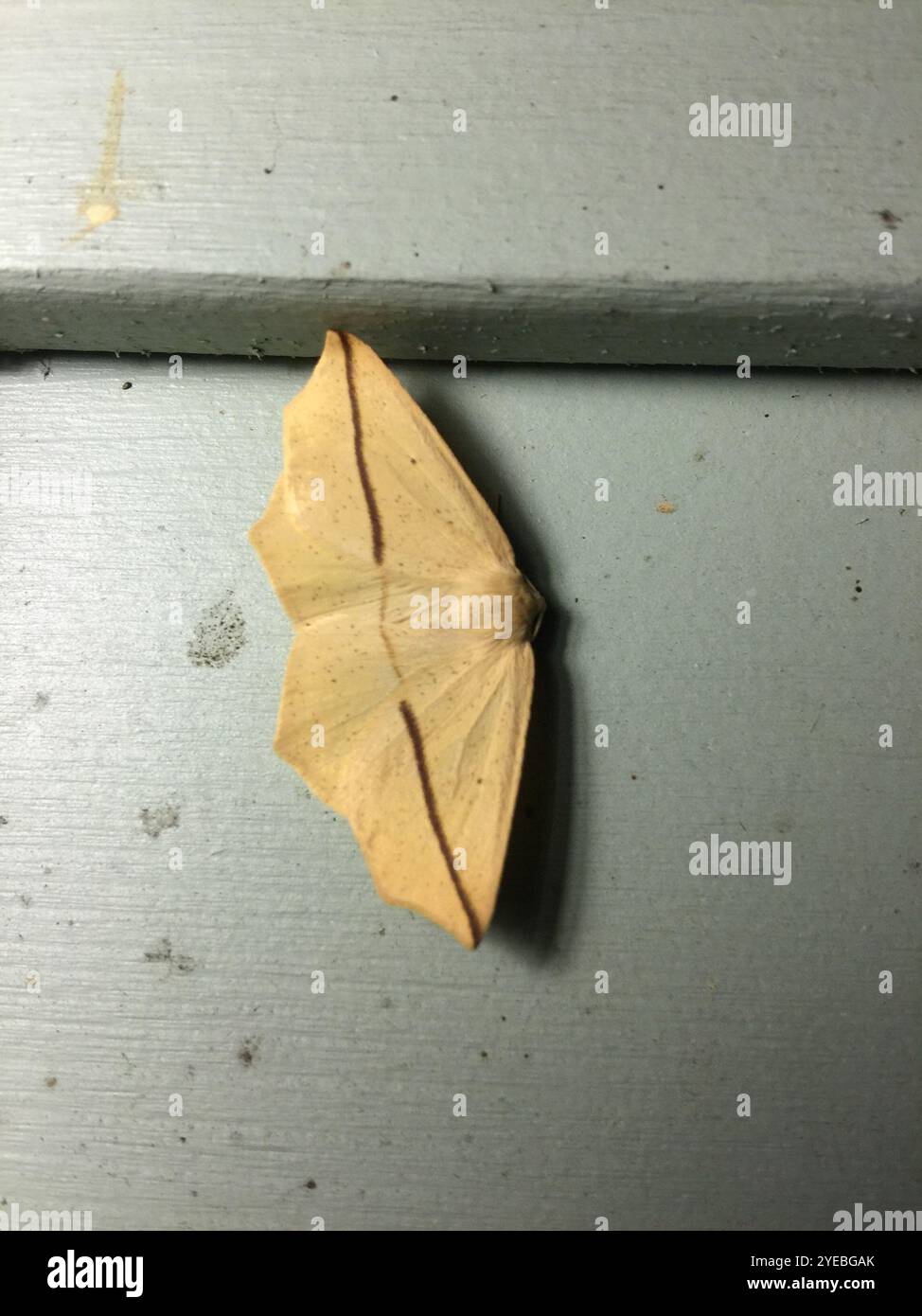 Yellow Slant-line (Tetracis crocallata Stock Photo - Alamy