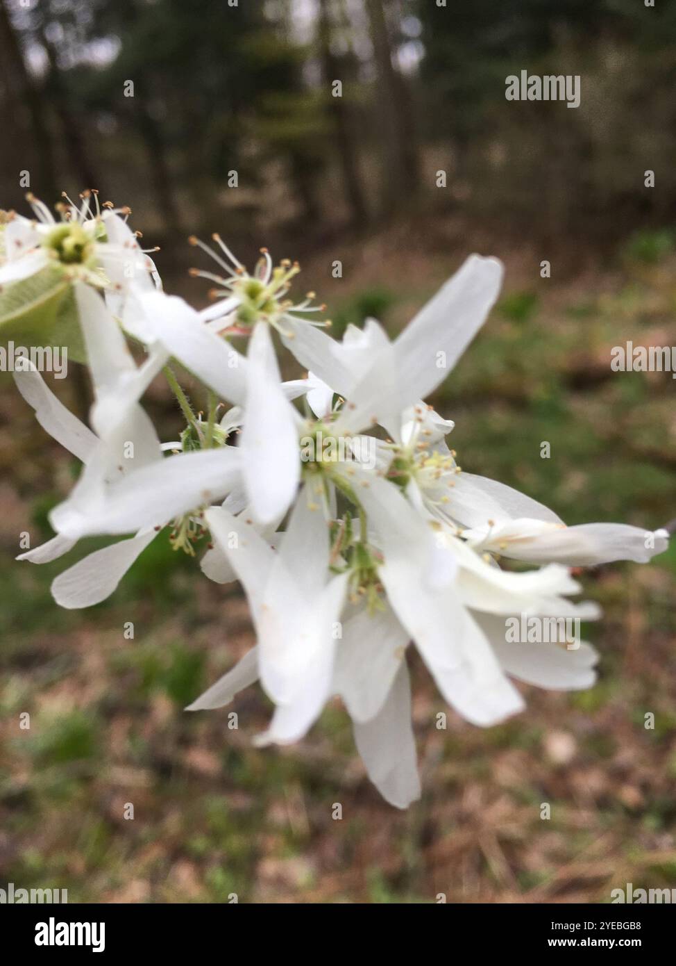 common serviceberry (Amelanchier arborea Stock Photo - Alamy