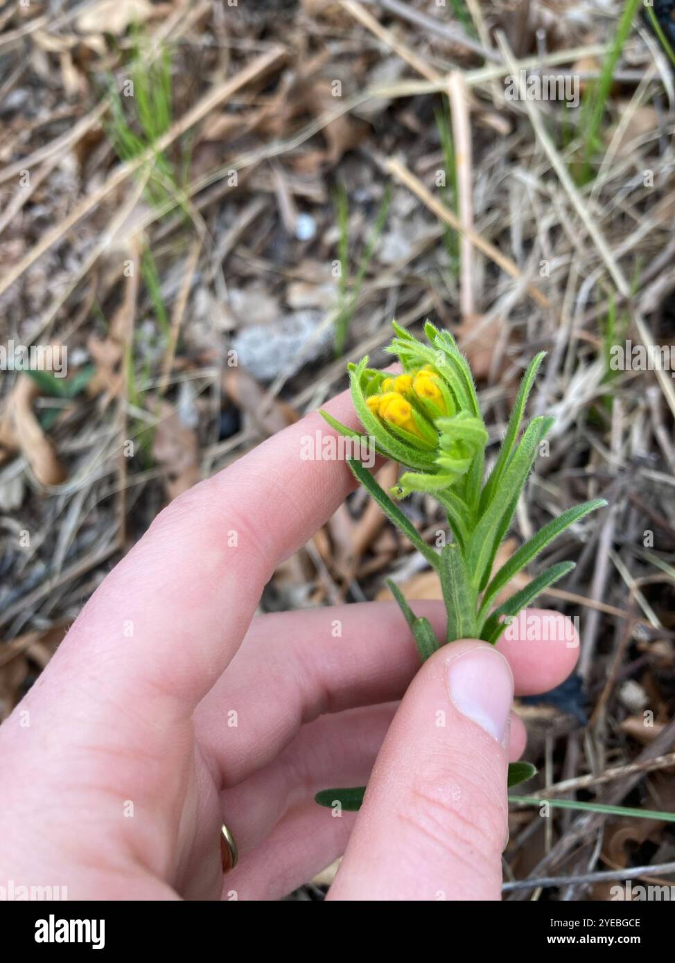 hairy puccoon (Lithospermum caroliniense Stock Photo - Alamy