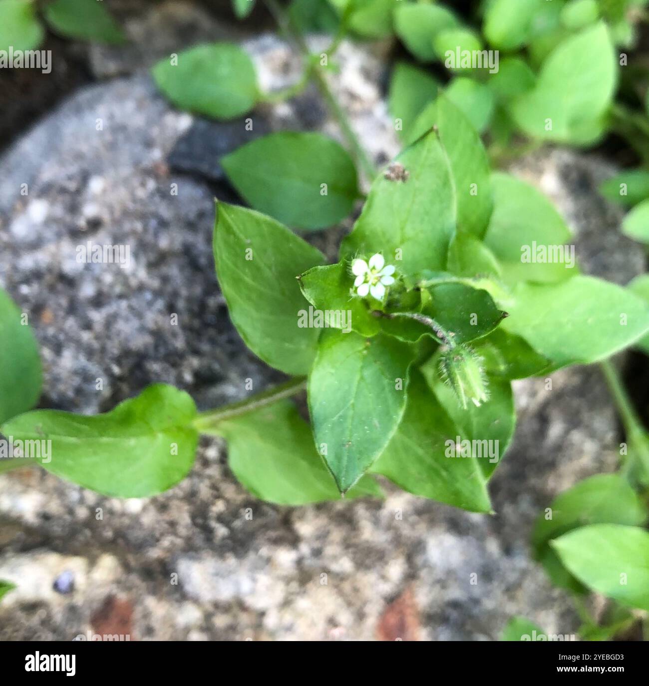 common chickweed (Stellaria media Stock Photo - Alamy