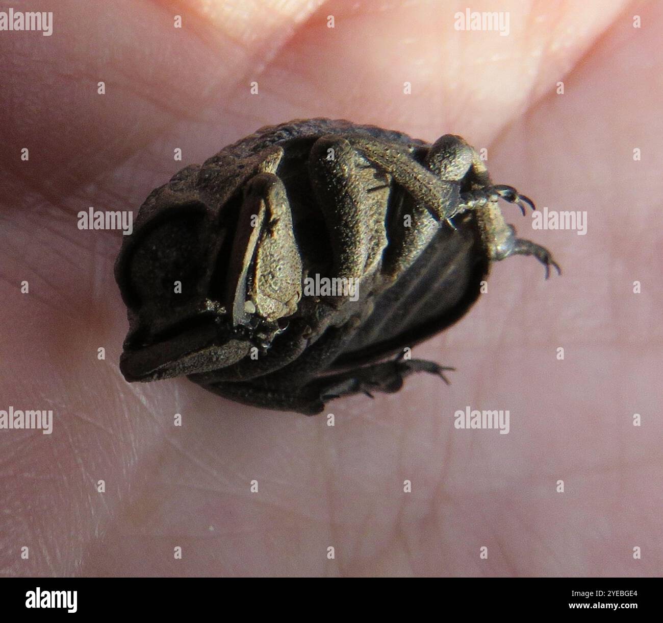 Carcass Beetles (Omorgus Stock Photo - Alamy