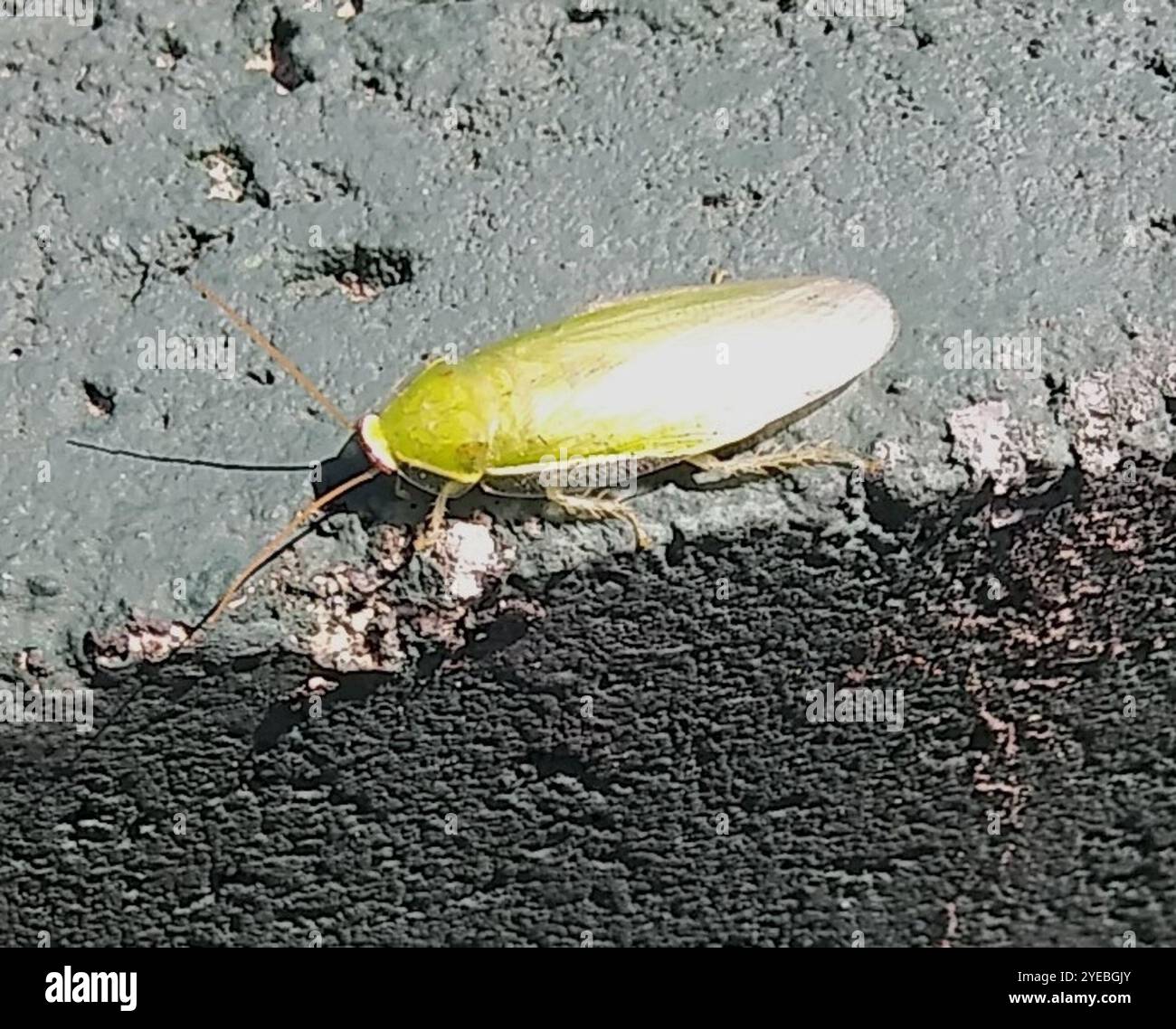 Banana Cockroach (Panchlora nivea Stock Photo - Alamy
