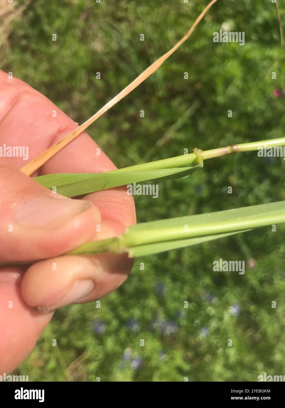 Italian Ryegrass (Lolium multiflorum Stock Photo - Alamy