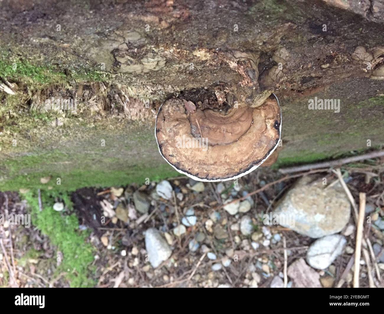 artist's bracket (Ganoderma applanatum Stock Photo - Alamy
