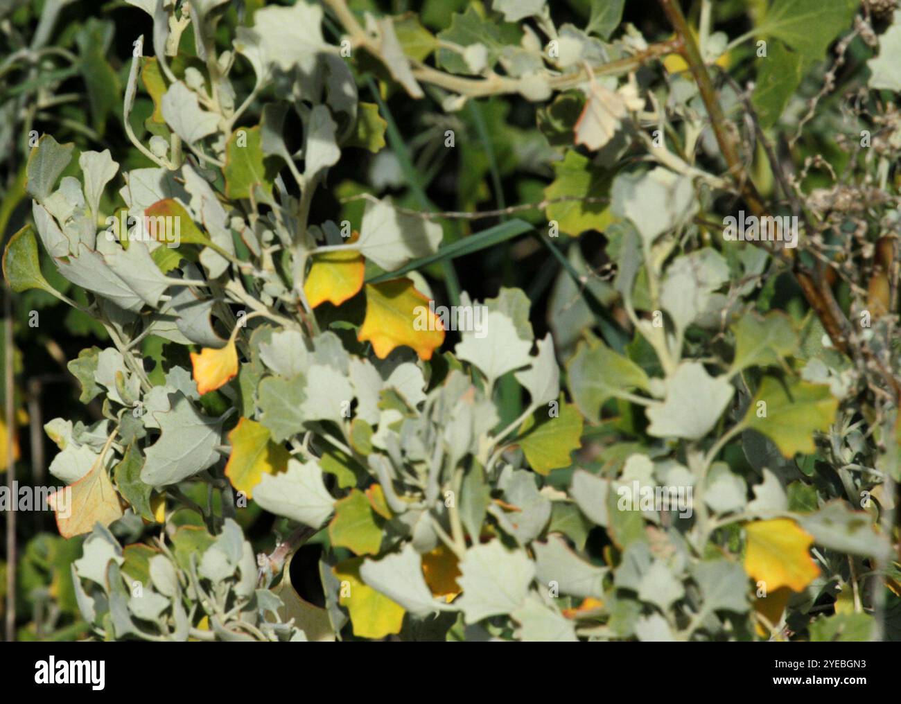 Chenopodium oahuense hi-res stock photography and images - Alamy