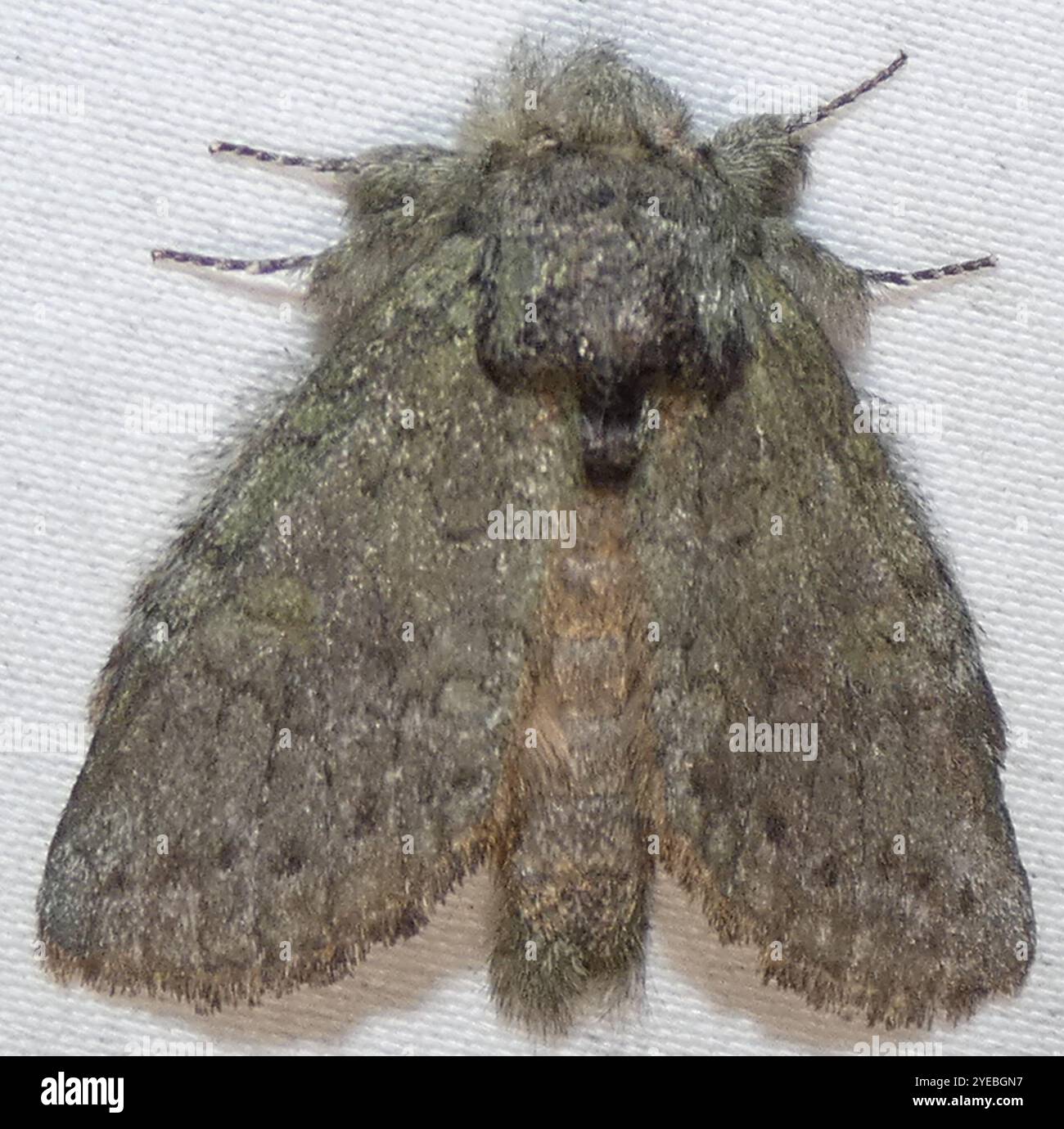 Saddled Prominent (Cecrita guttivitta Stock Photo - Alamy