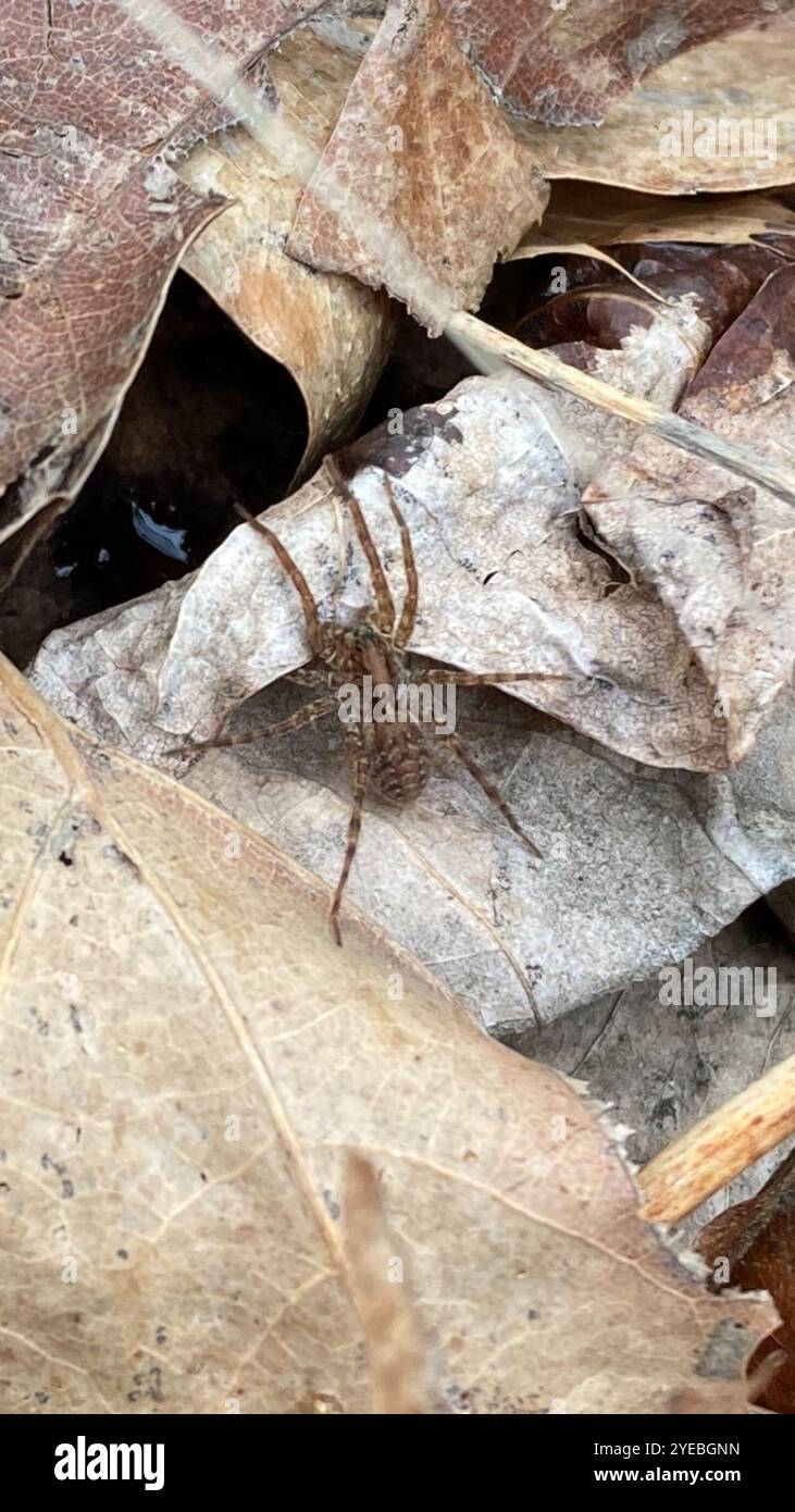Thin-legged Wolf Spiders (Pardosa Stock Photo - Alamy