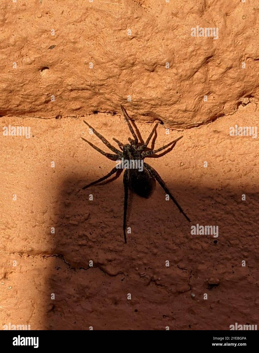 Thin-legged Wolf Spiders (Pardosa Stock Photo - Alamy