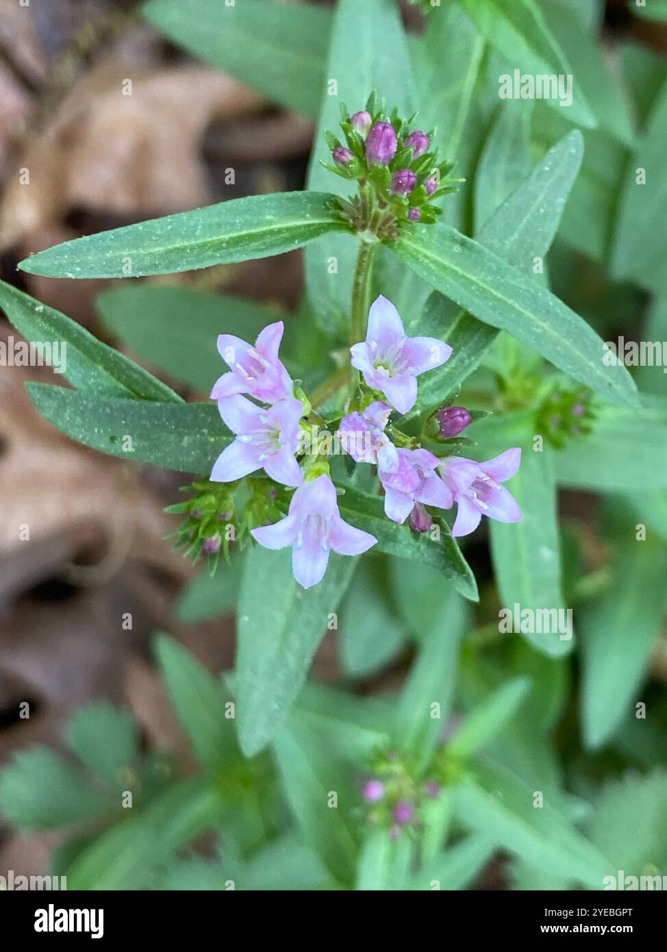 summer bluet (Houstonia purpurea Stock Photo - Alamy