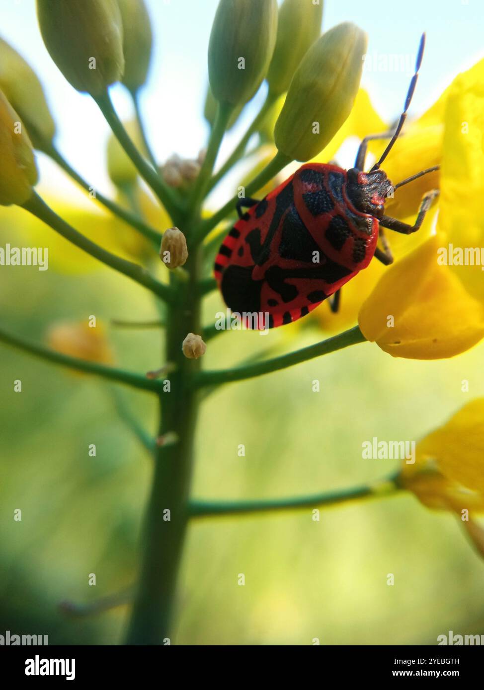 cruciferous bug (Eurydema ventralis Stock Photo - Alamy
