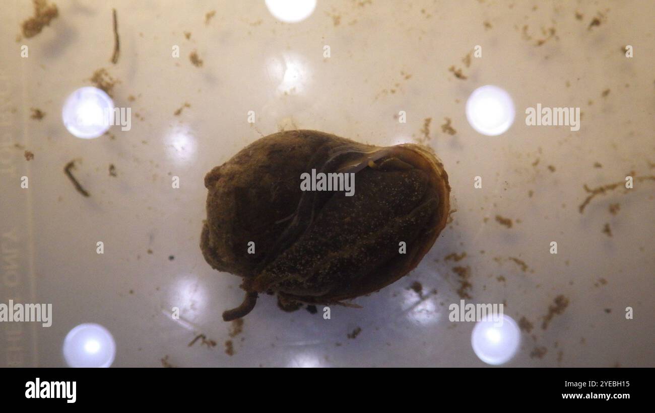 Bladder Snails (Physidae Stock Photo - Alamy