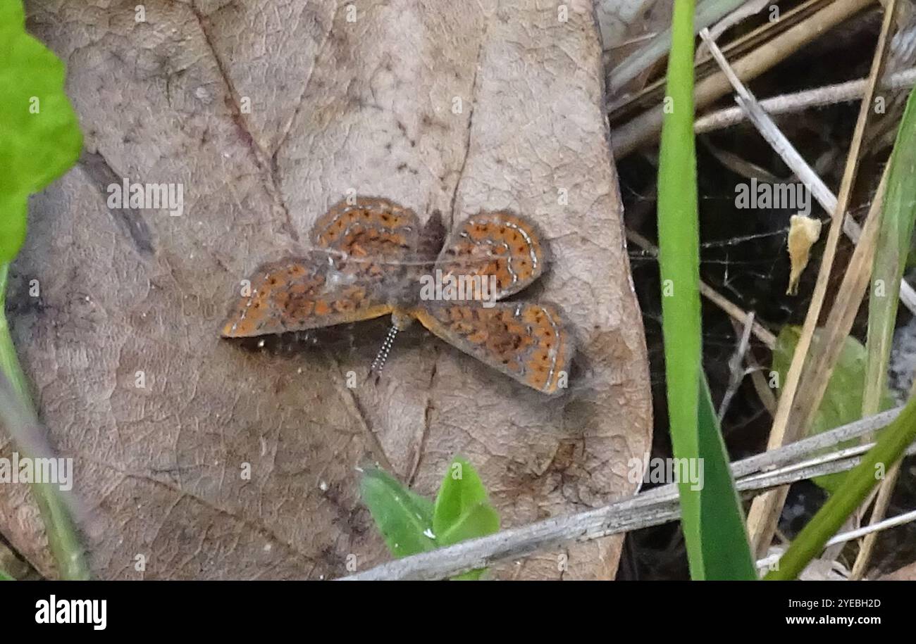 Little Metalmark (Calephelis virginiensis Stock Photo - Alamy