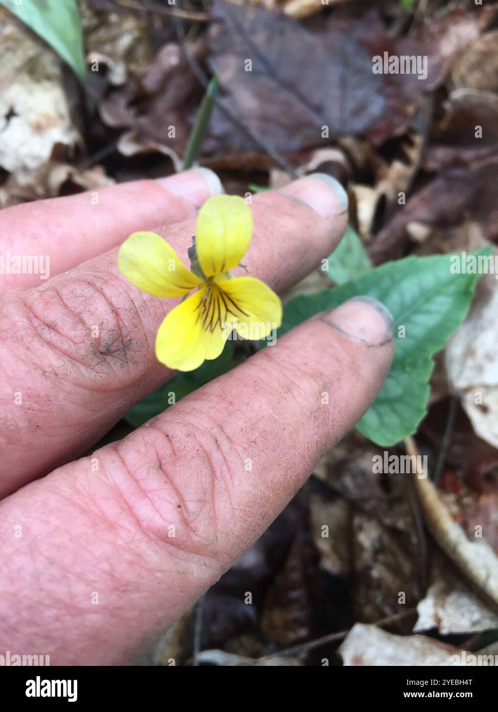 Halberd-leaved violet (Viola hastata Stock Photo - Alamy