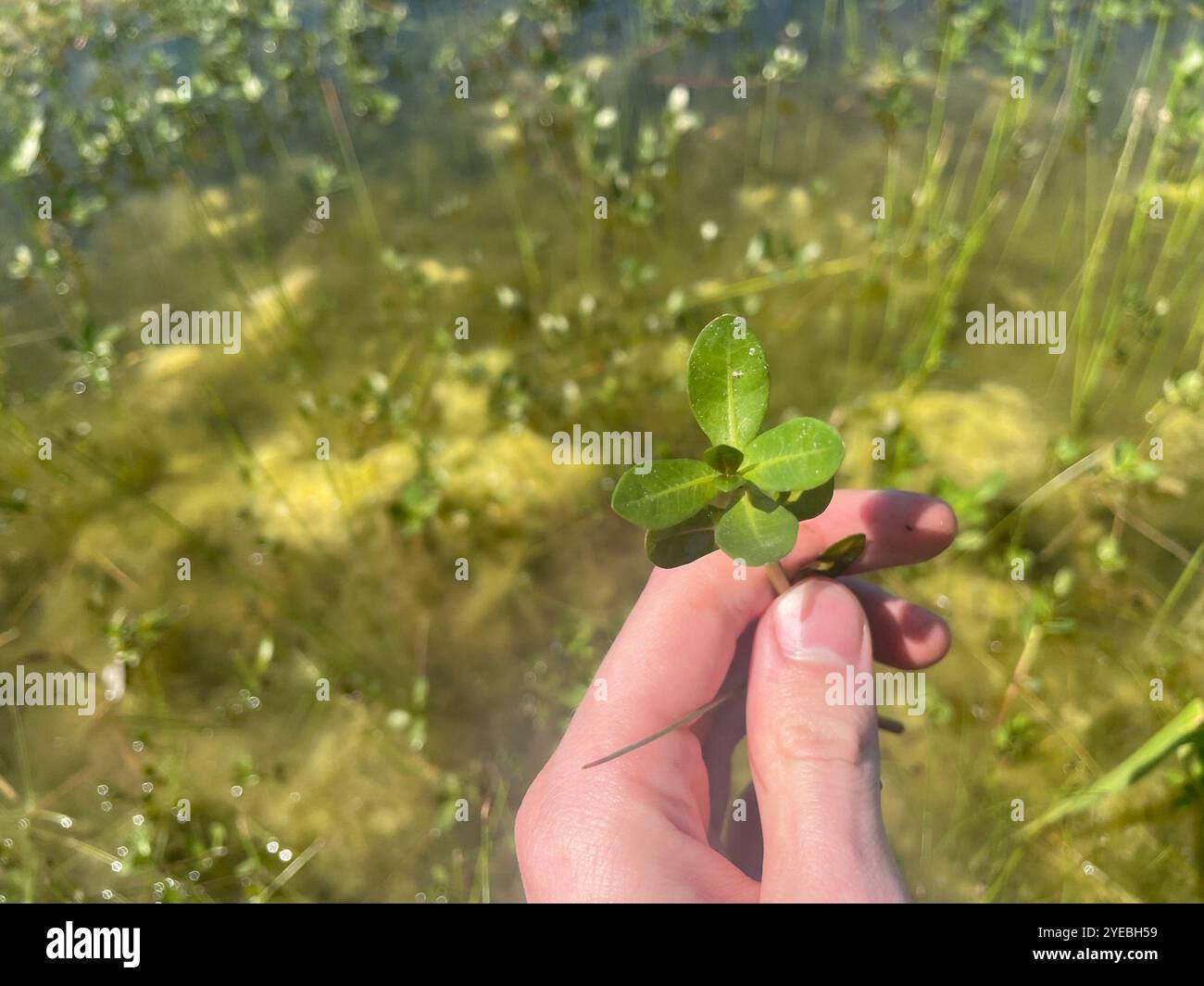 Alligatorweed (Alternanthera philoxeroides Stock Photo - Alamy