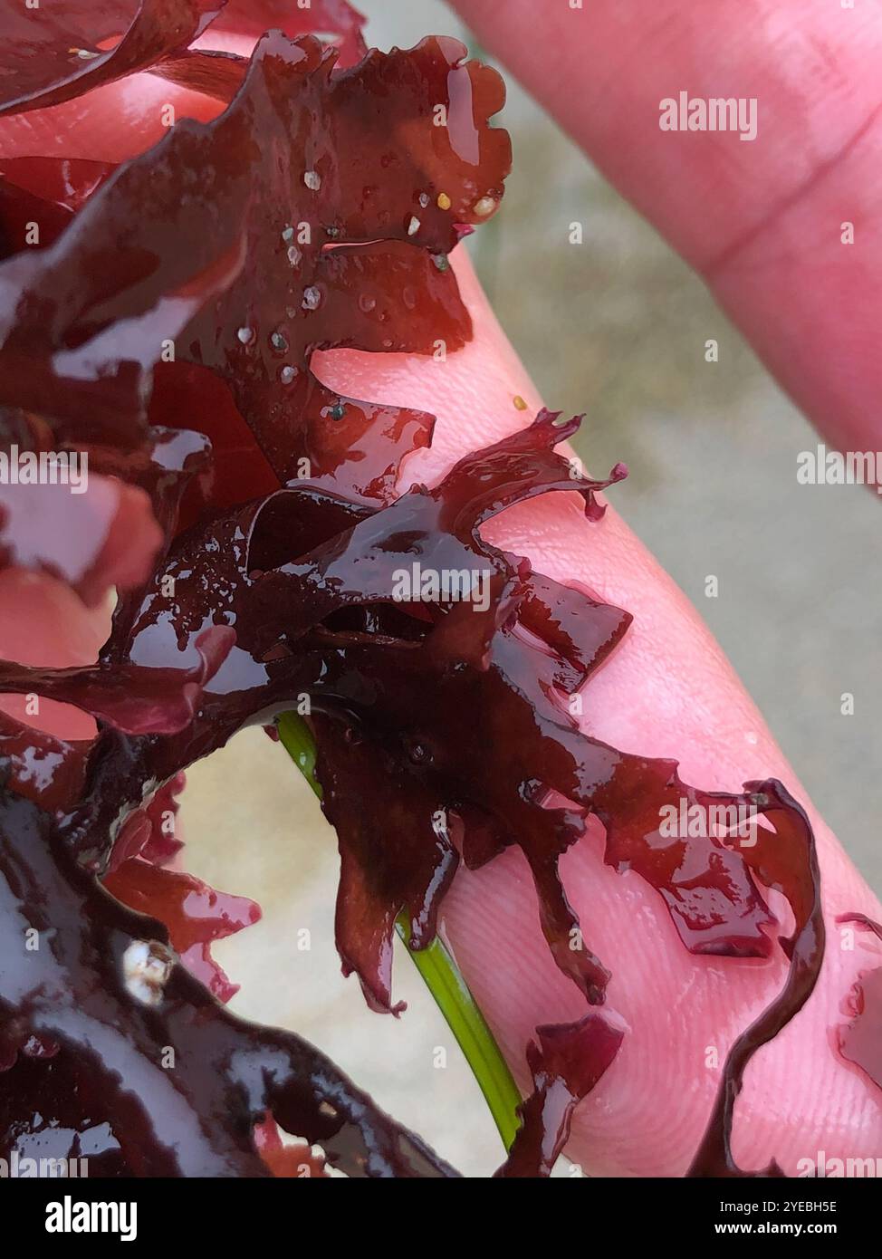 red algae (Rhodophyta Stock Photo - Alamy