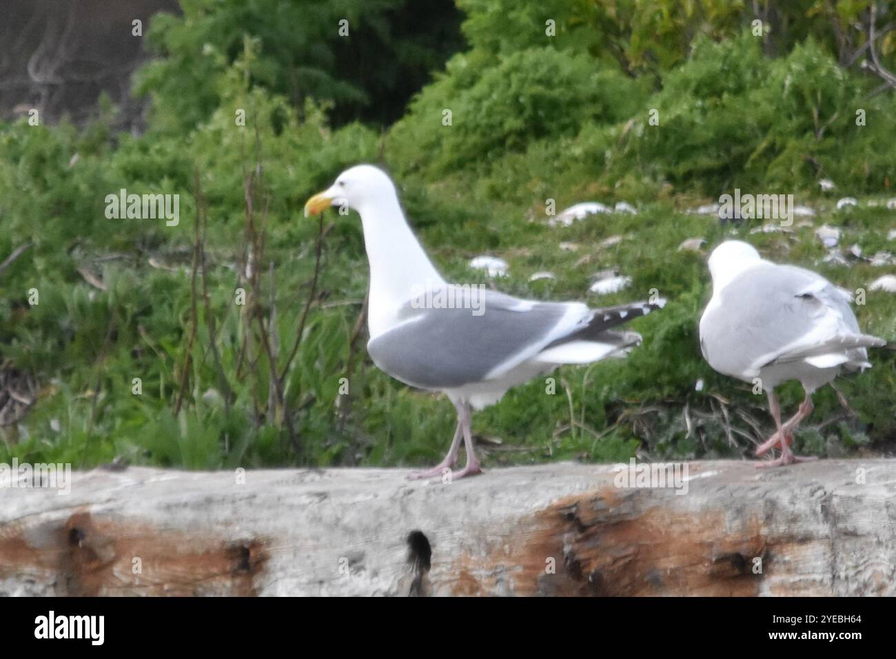 Olympic Gull (Larus glaucescens × occidentalis Stock Photo - Alamy