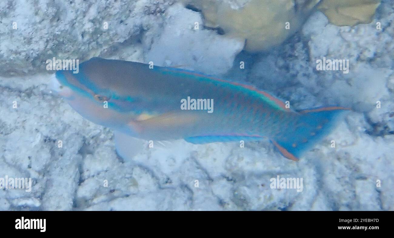 Princess parrotfish hi-res stock photography and images - Alamy