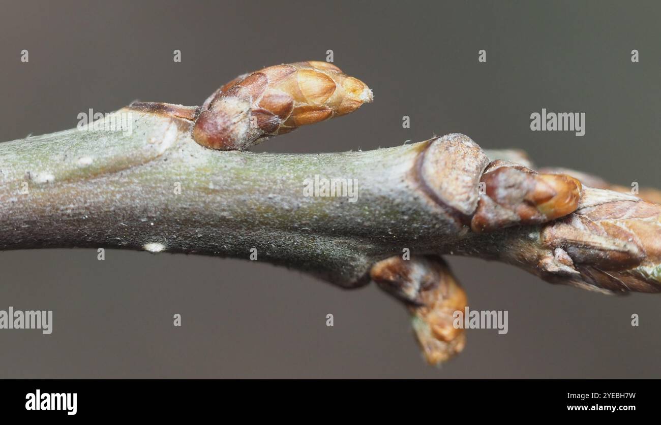 swamp white oak (Quercus bicolor Stock Photo - Alamy