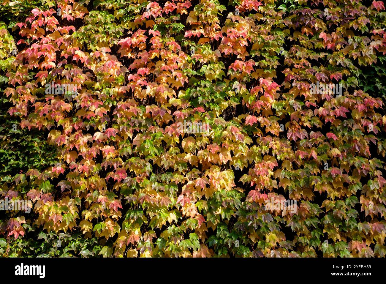 Boston Ivy (Parthenocissus tricuspidata) growing on building wall ...