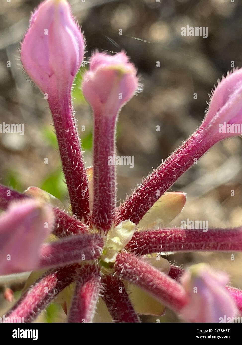 Rhododendron periclymenoides hi-res stock photography and images - Alamy