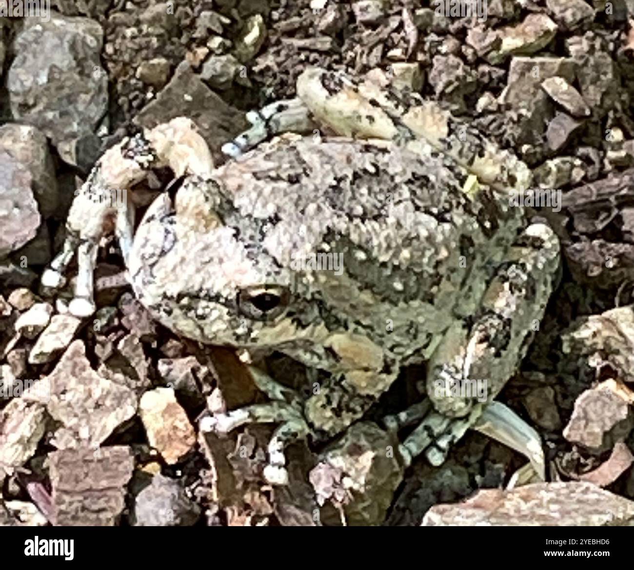 Cadaverina hi-res stock photography and images - Alamy