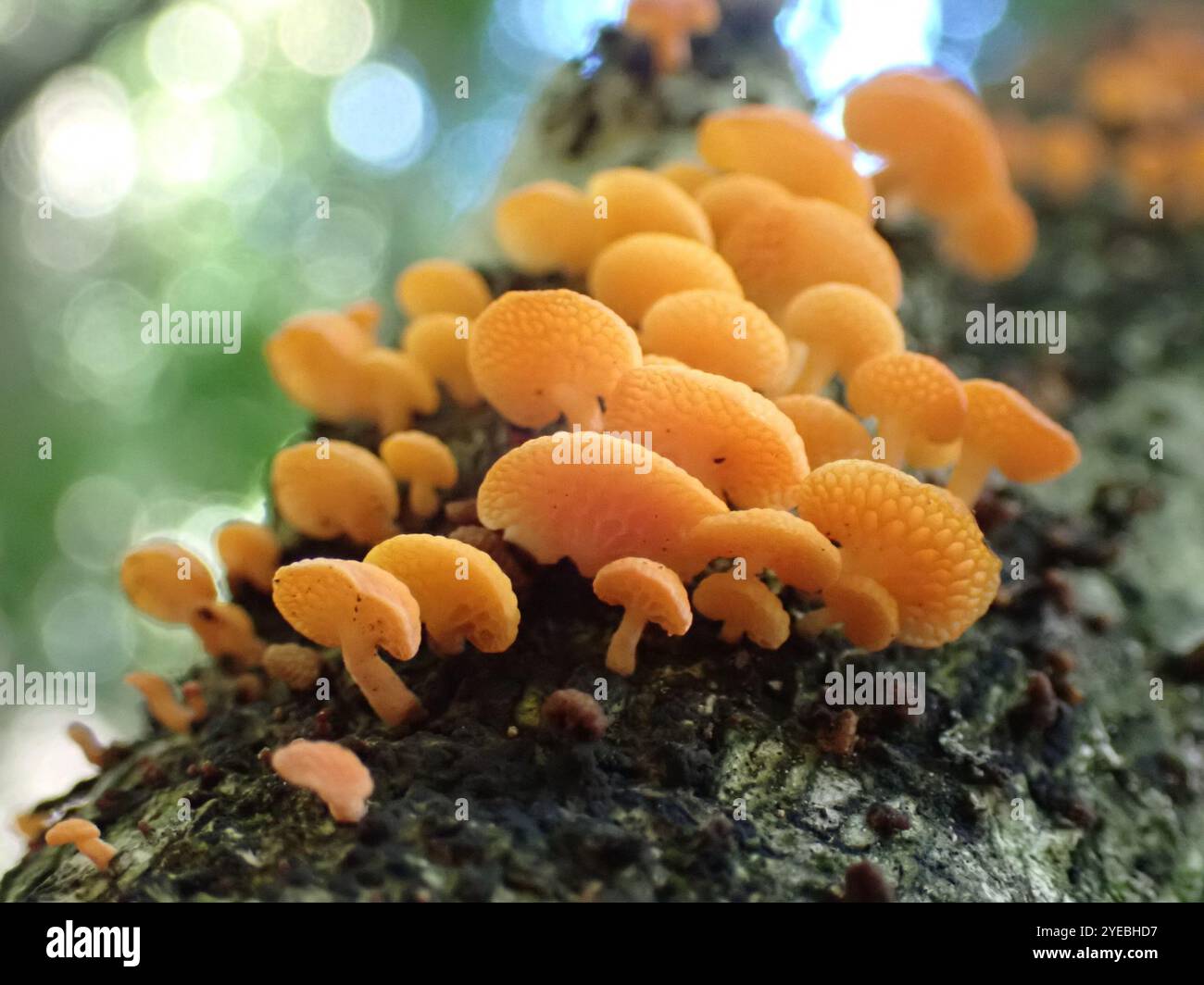 Favolaschia claudopus hi-res stock photography and images - Alamy