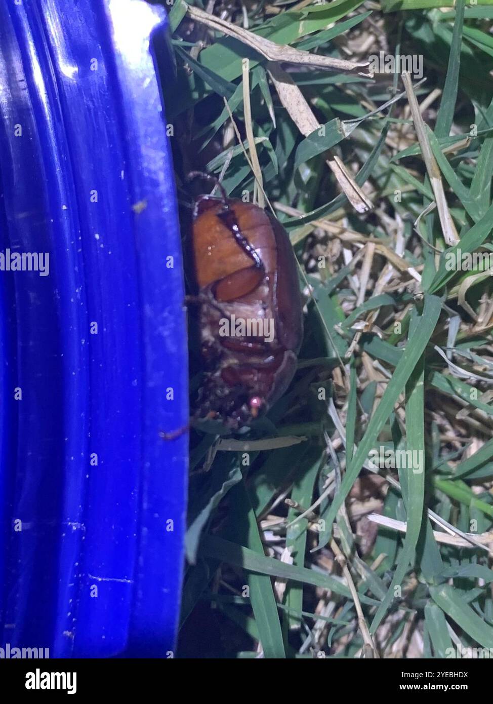 June beetles melolonthinae hi-res stock photography and images - Alamy