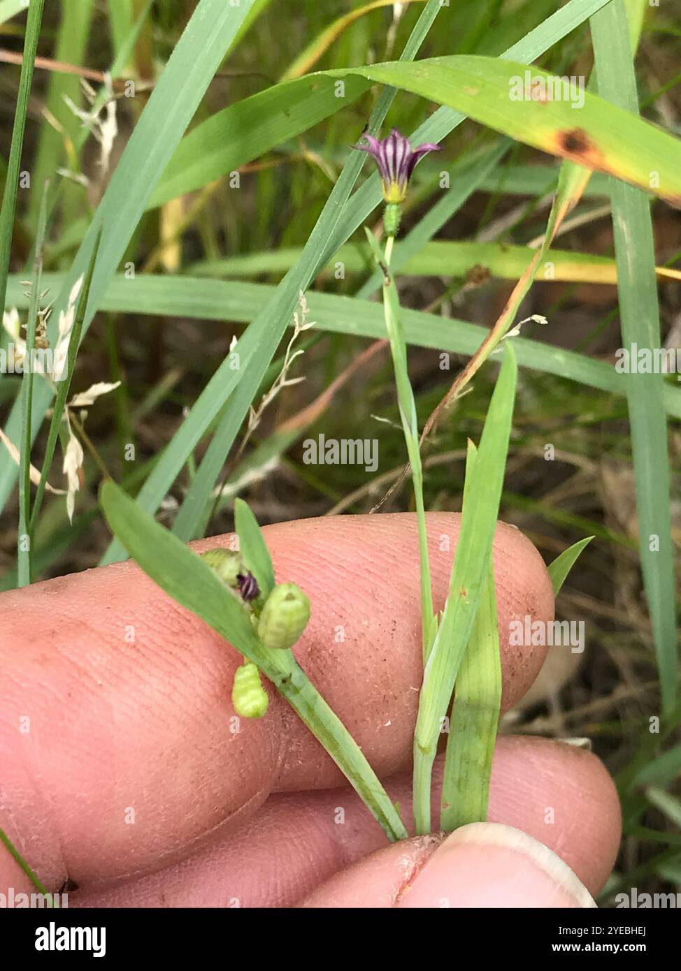 Dwarf Blue-eyed Grass (Sisyrinchium minus Stock Photo - Alamy