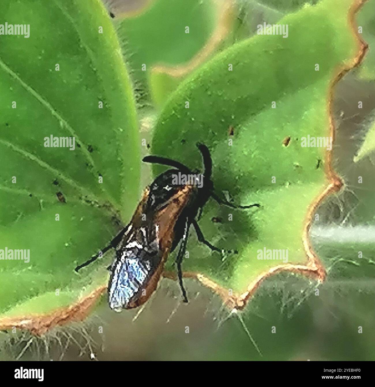 Argid sawflies hi-res stock photography and images - Alamy