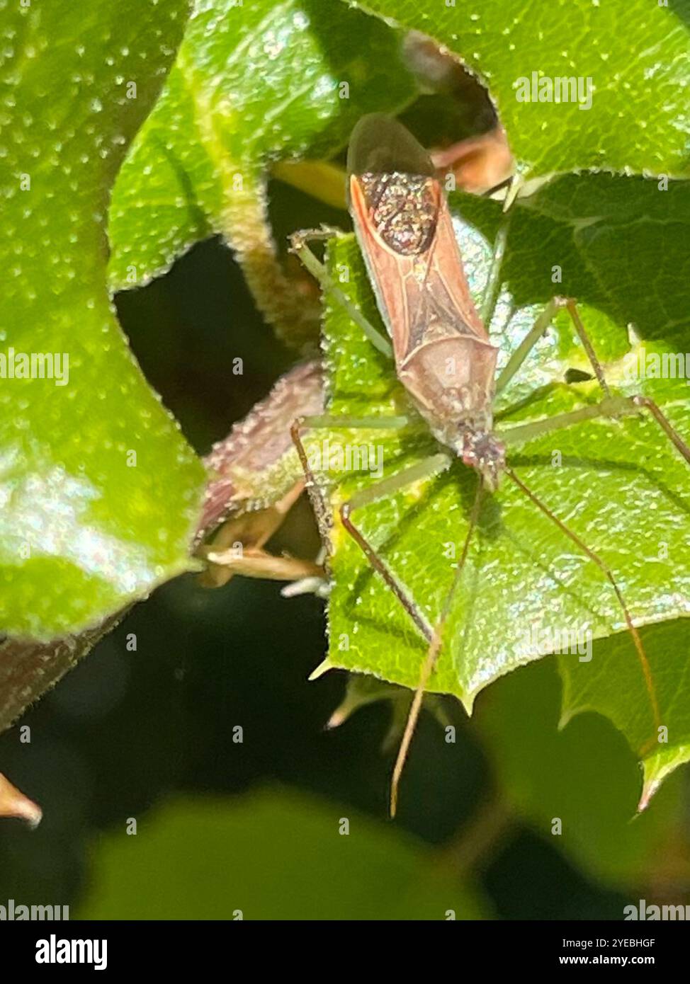 Leafhopper Assassin Bug (Zelus renardii Stock Photo - Alamy
