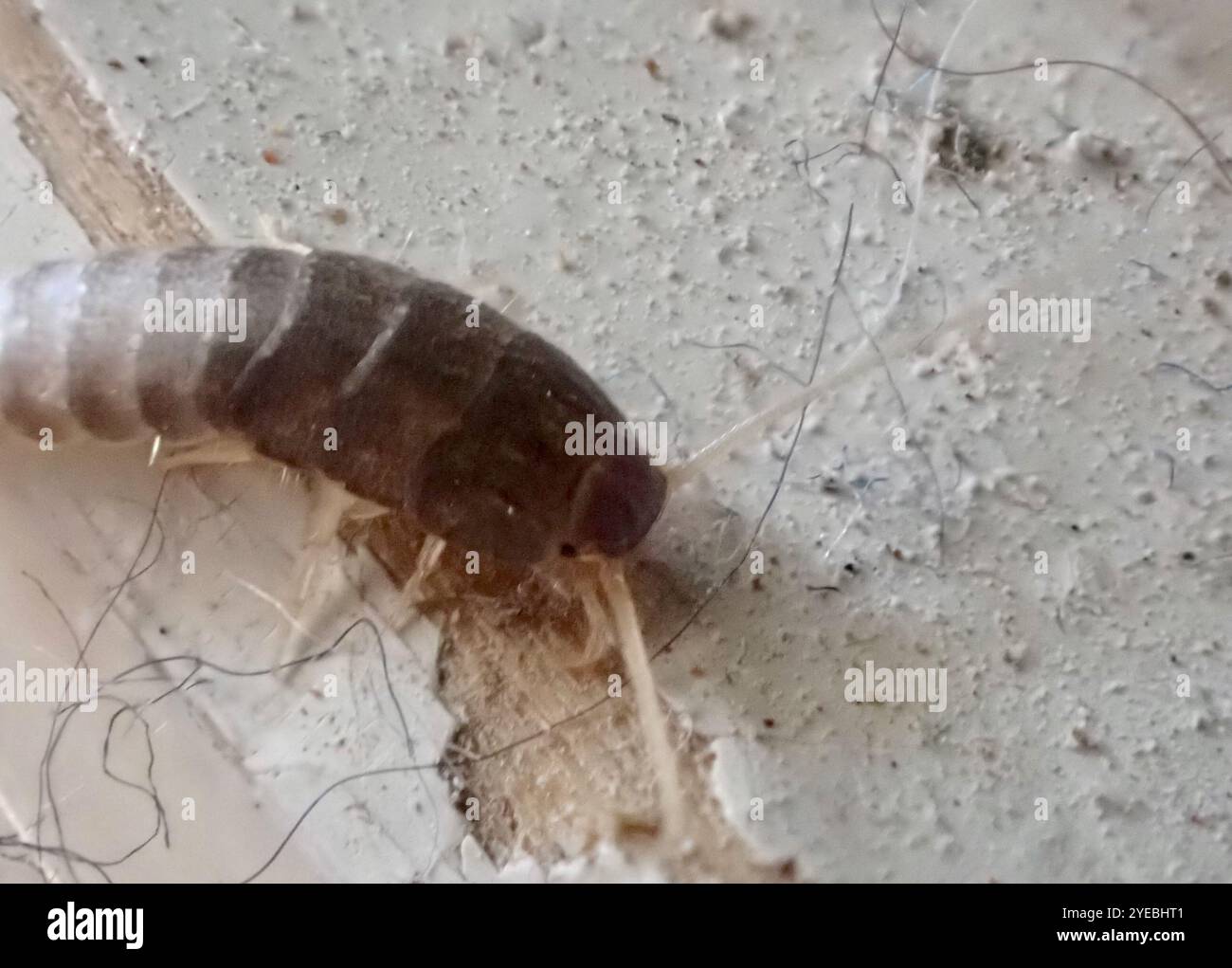 Common Silverfish (Lepisma saccharinum Stock Photo - Alamy