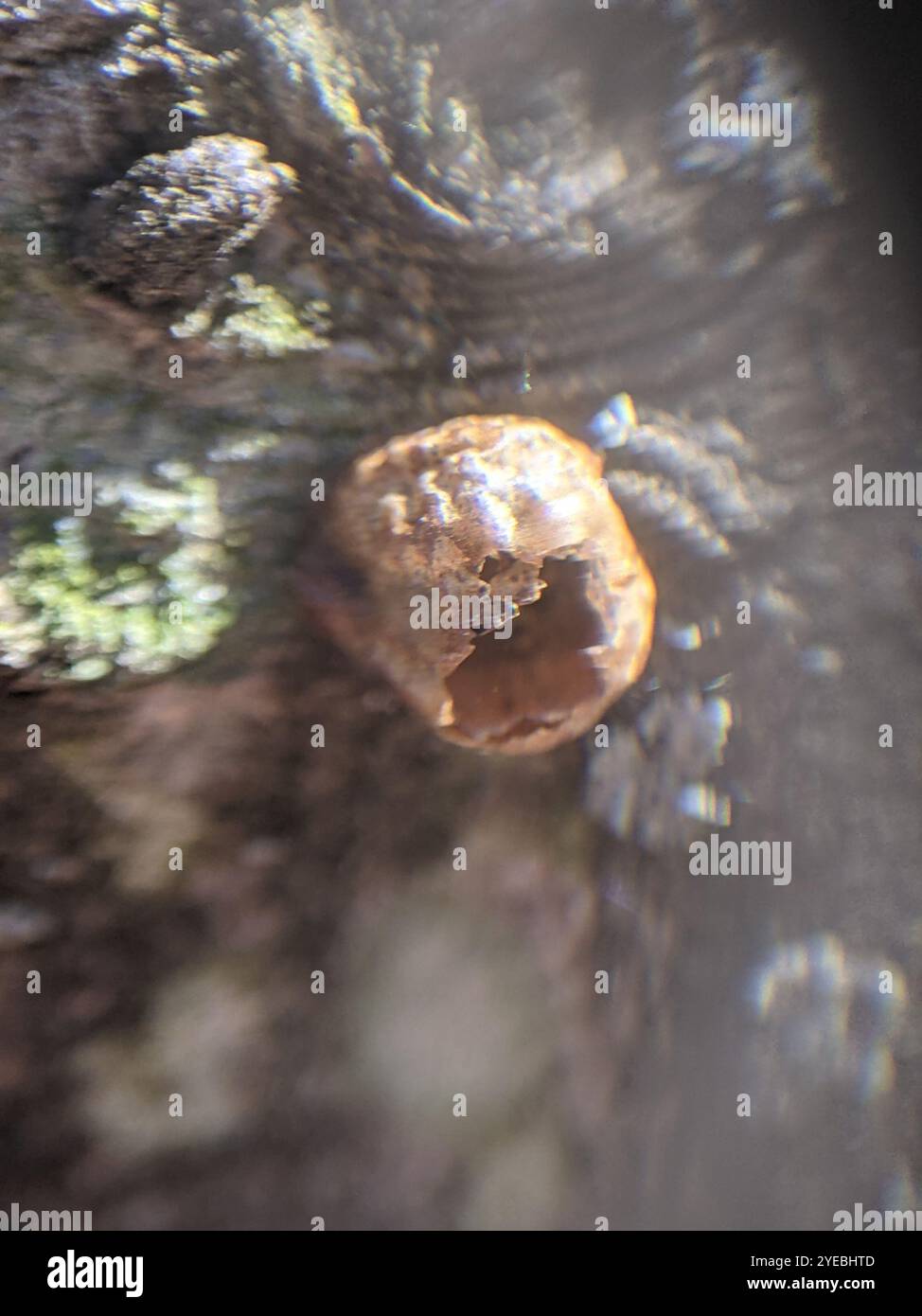 calico scale (Eulecanium cerasorum Stock Photo - Alamy