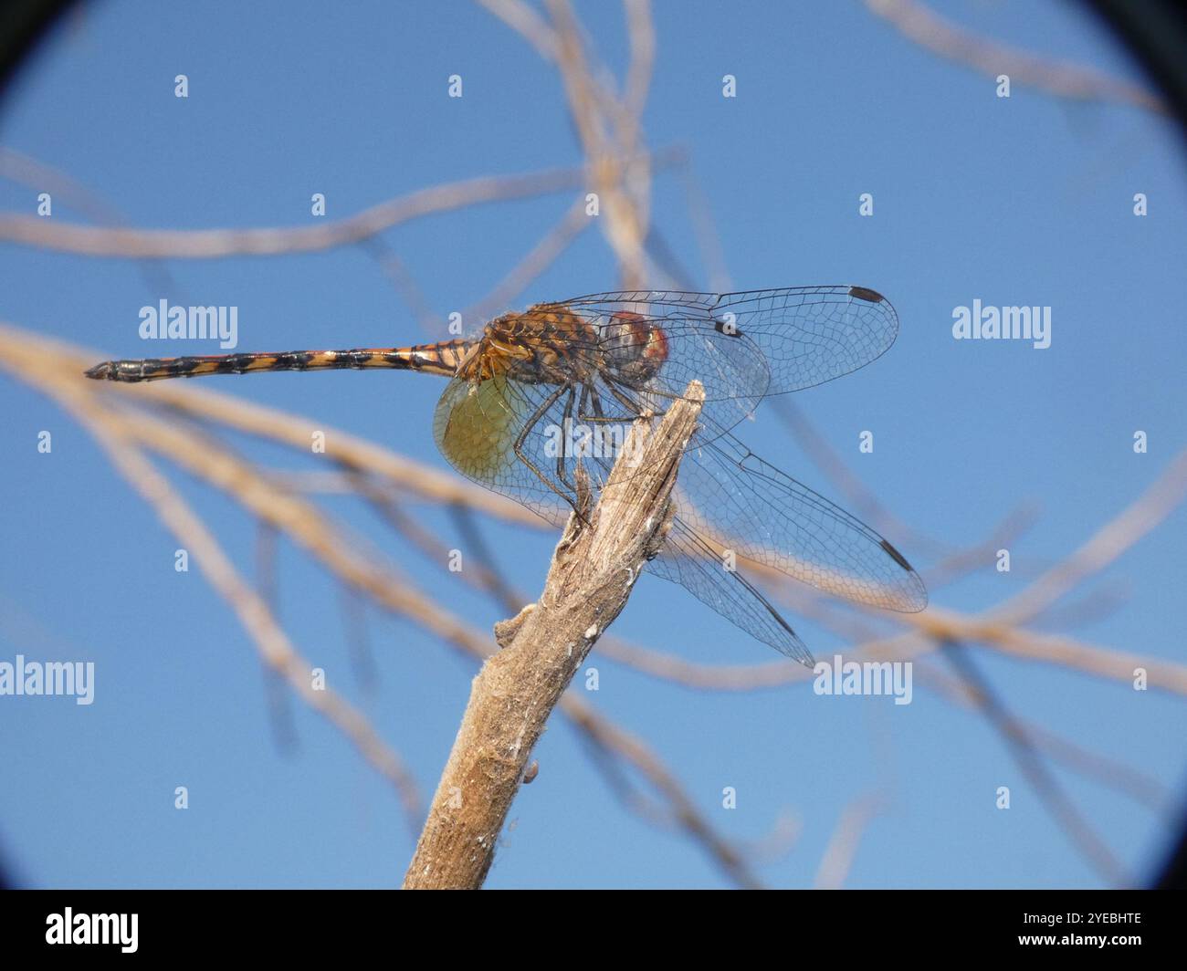 Elegant dropwing (Trithemis werneri Stock Photo - Alamy