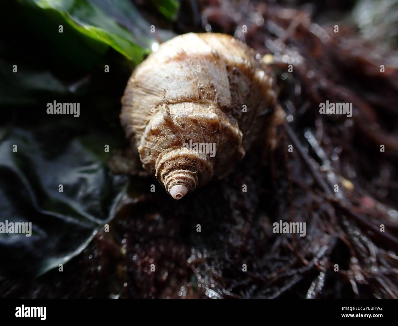 Frilled Dogwinkle (Nucella lamellosa Stock Photo - Alamy