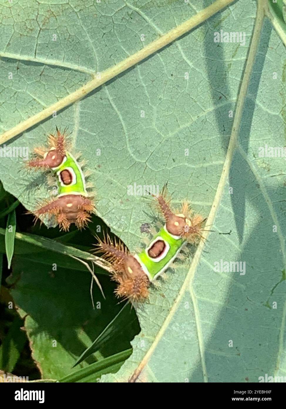 Saddleback Caterpillar Moth (Acharia stimulea Stock Photo - Alamy