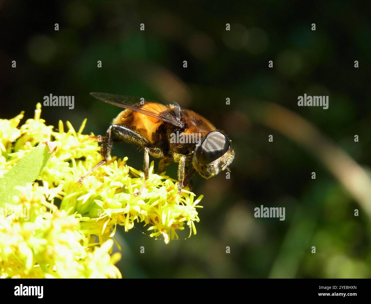 Phytomia zonata hi-res stock photography and images - Alamy