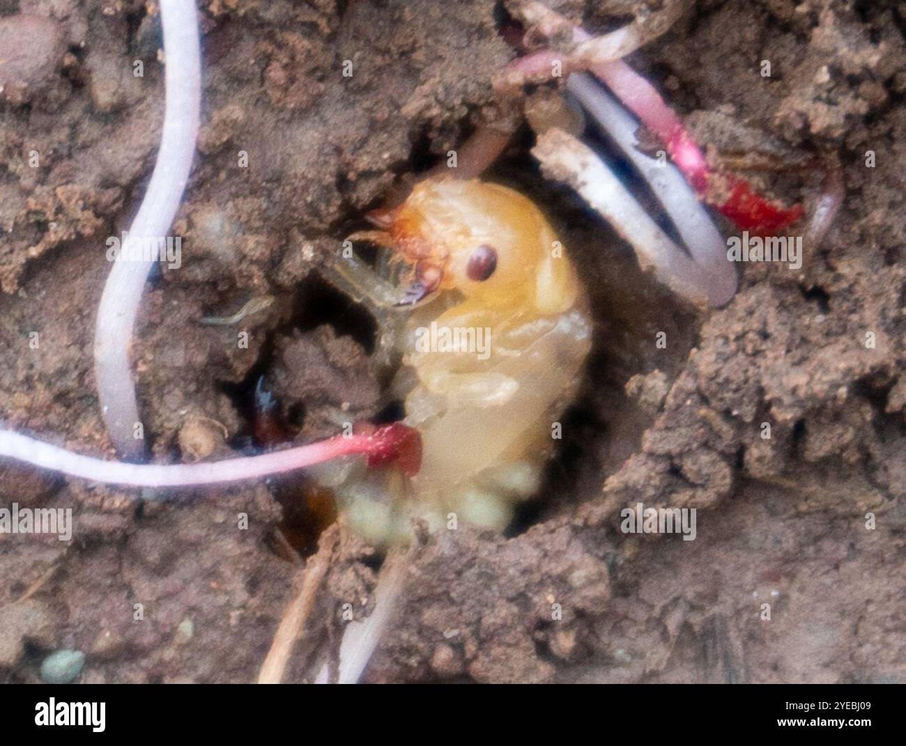 Modern and Ancestral Alderflies (Sialidae Stock Photo - Alamy