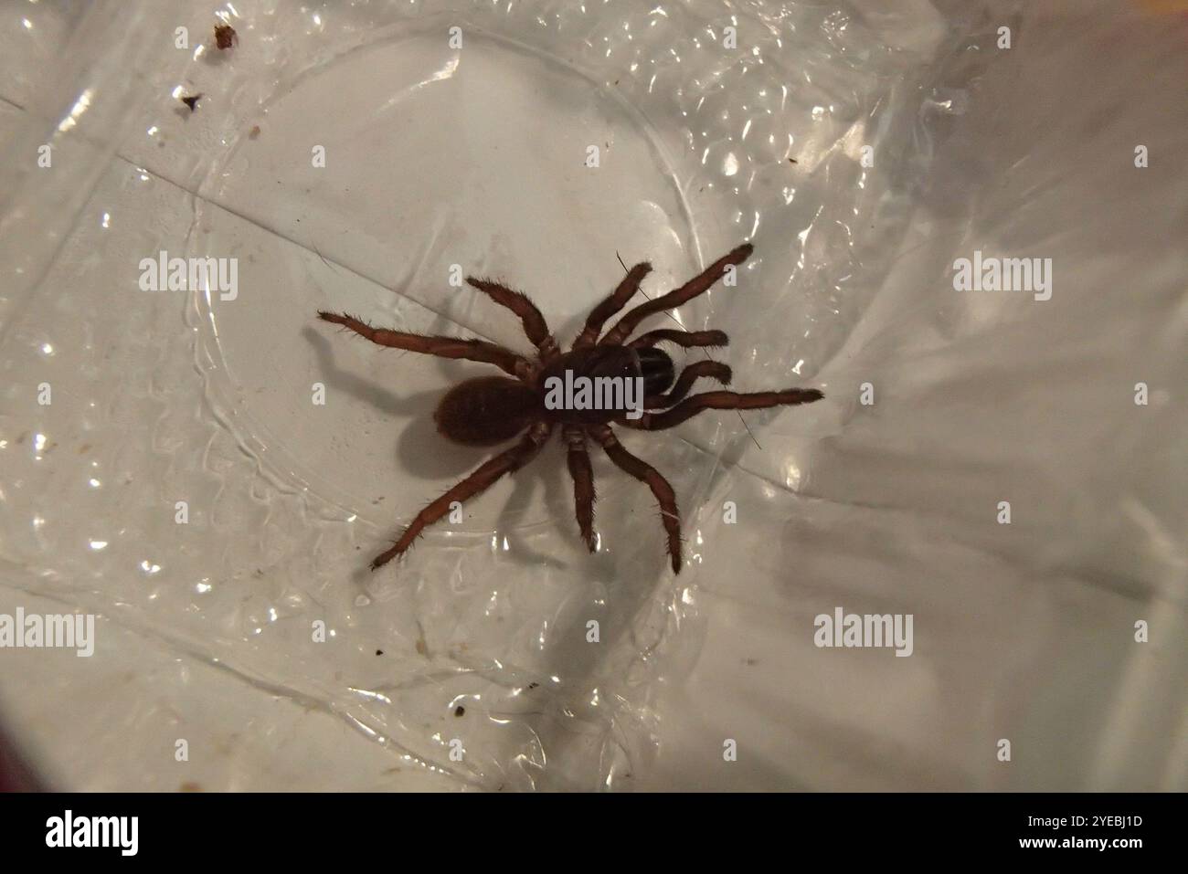 Idiopidae hi-res stock photography and images - Alamy