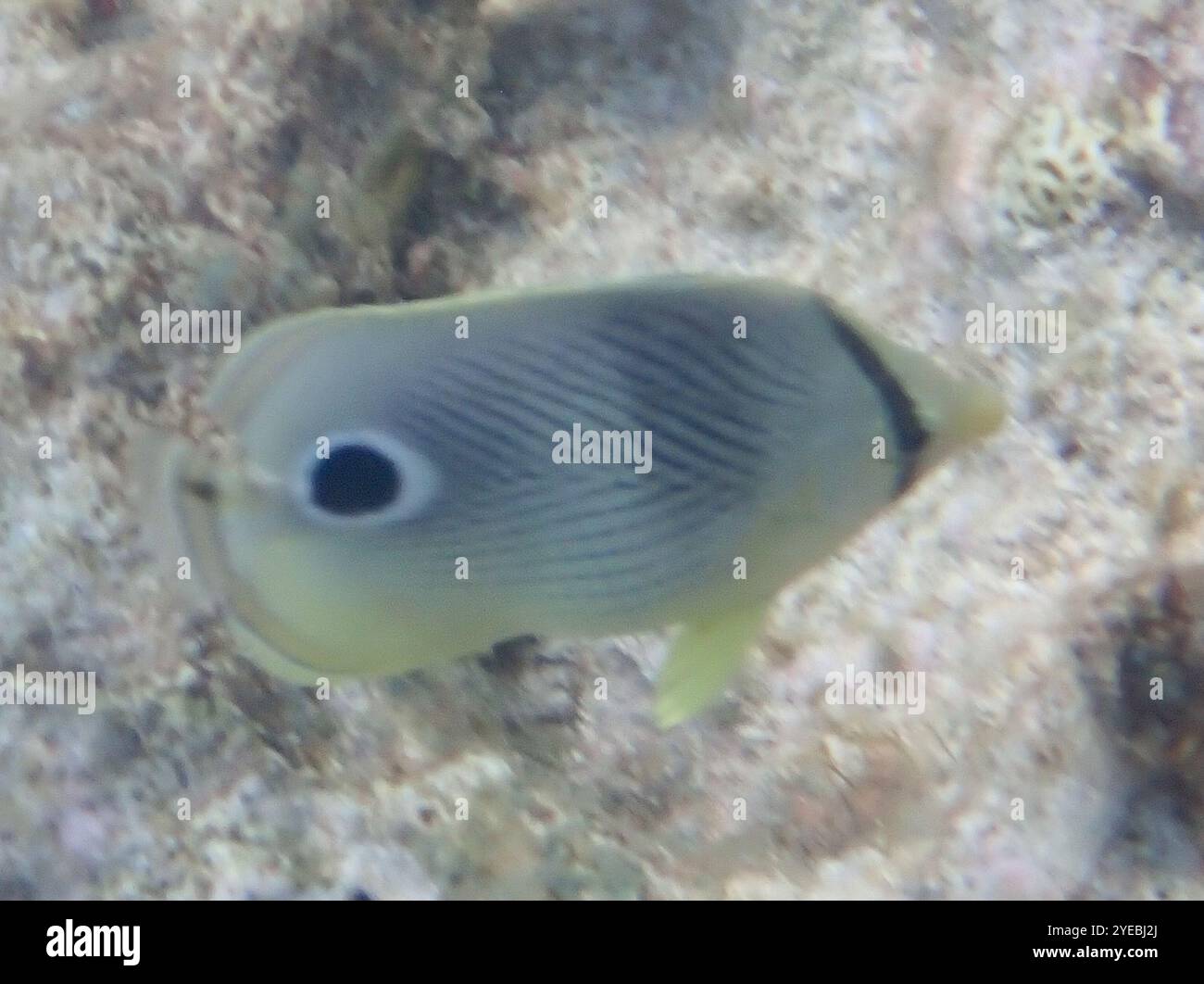 Four-eyed Butterflyfish (Chaetodon capistratus Stock Photo - Alamy