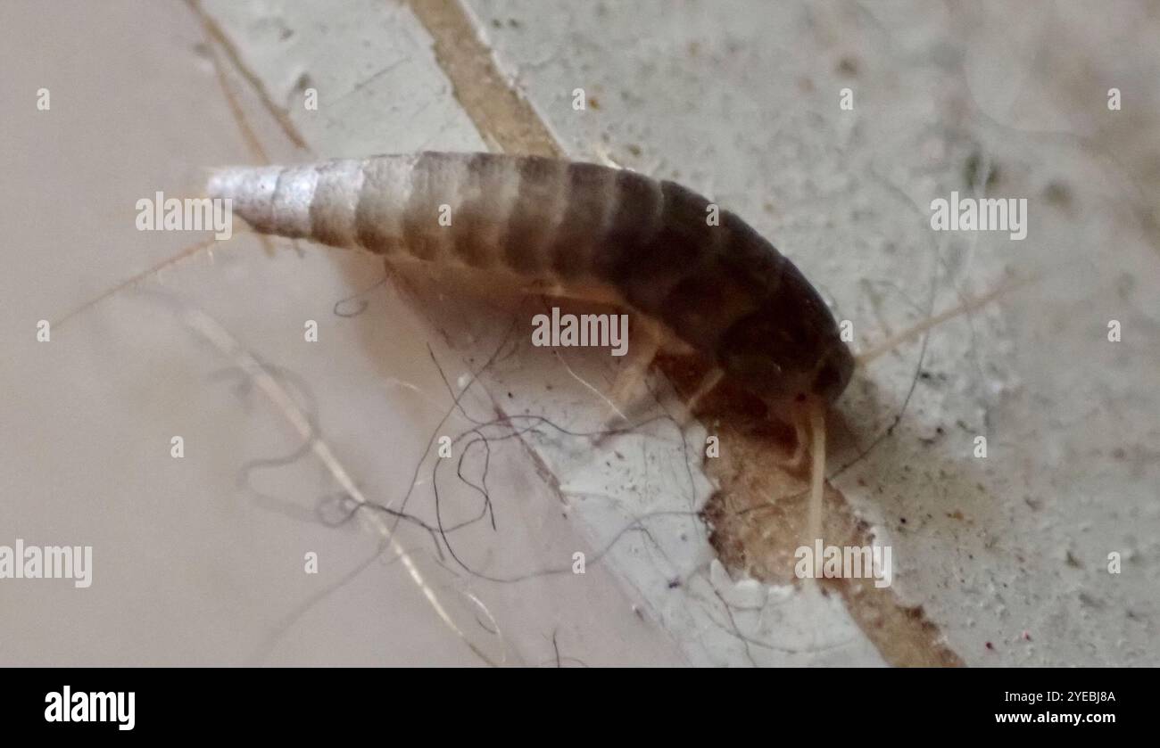 Common Silverfish (Lepisma saccharinum Stock Photo - Alamy